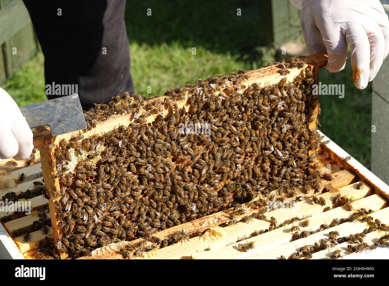 Stowmarket, Suffolk - 5 September 2021: Bee keeper at work maintaining ...