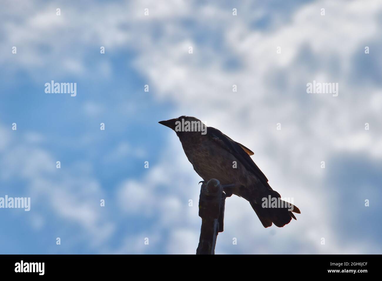 A low angle closeup view of a crow sitting aon the wooden pole against ...