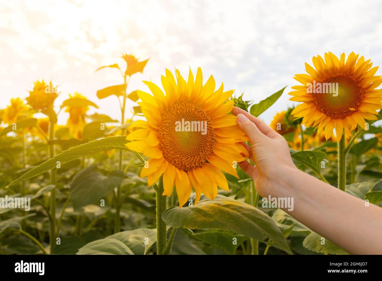 Beautiful field of blooming sunflowers against sunset. Agricultural ...