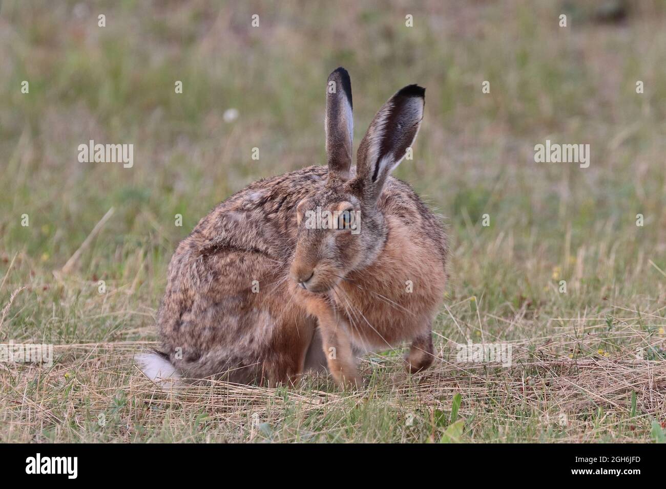 Hare in the forest hi-res stock photography and images - Alamy