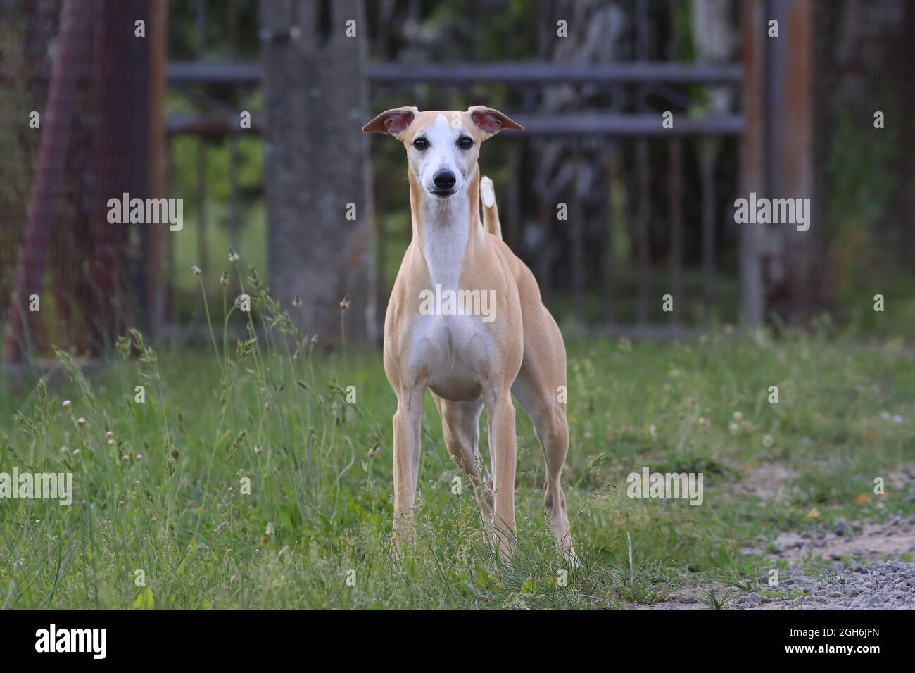 A portrait of a beautiful Whippet dog in the yard Stock Photo - Alamy