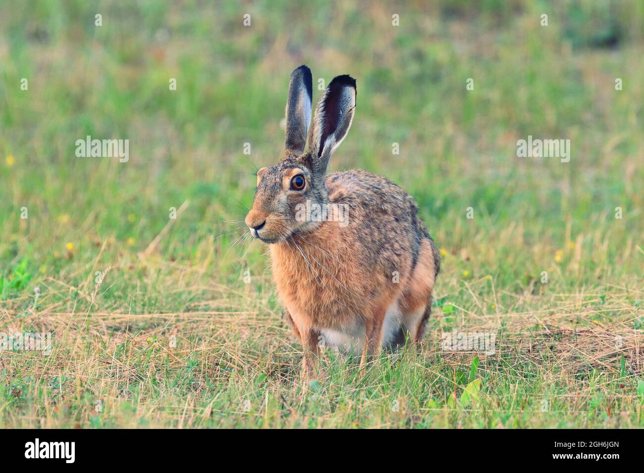 Hare in the forest hi-res stock photography and images - Alamy