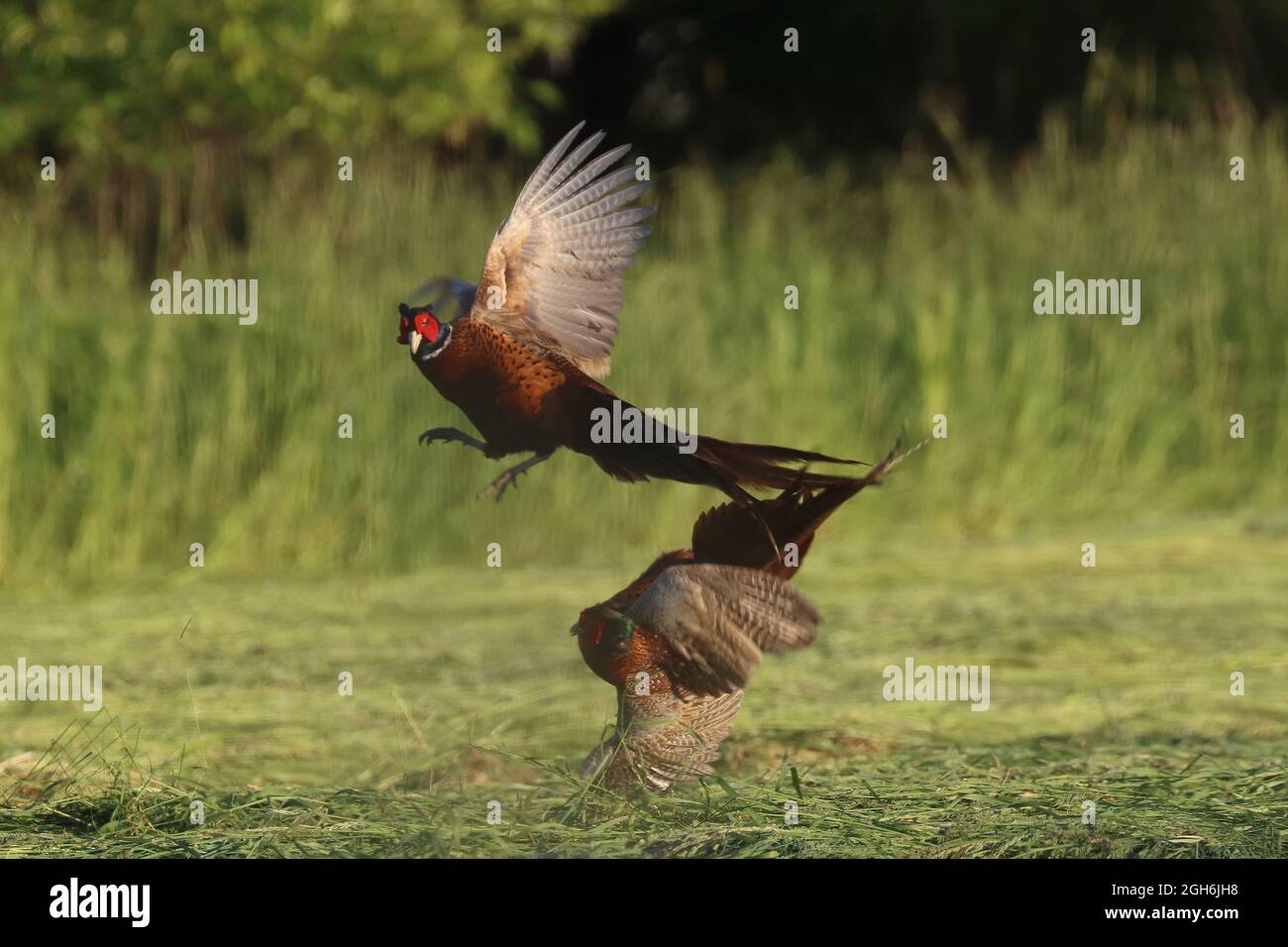 The beautiful Ring-necked Pheasants flying in the wild Stock Photo - Alamy