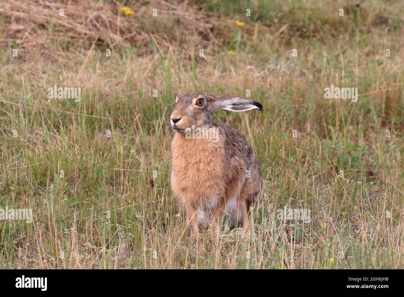 European wild rabbit tail hi-res stock photography and images - Alamy