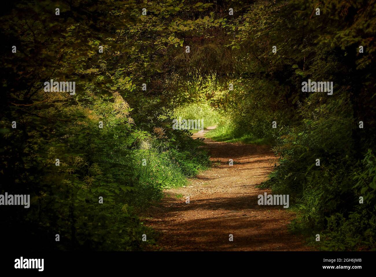 Closeup shot narrow path hi-res stock photography and images - Alamy