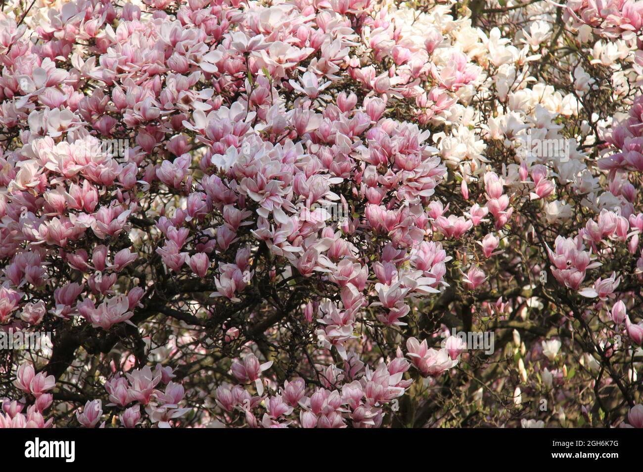 beautiful magnolia flowers Stock Photo - Alamy