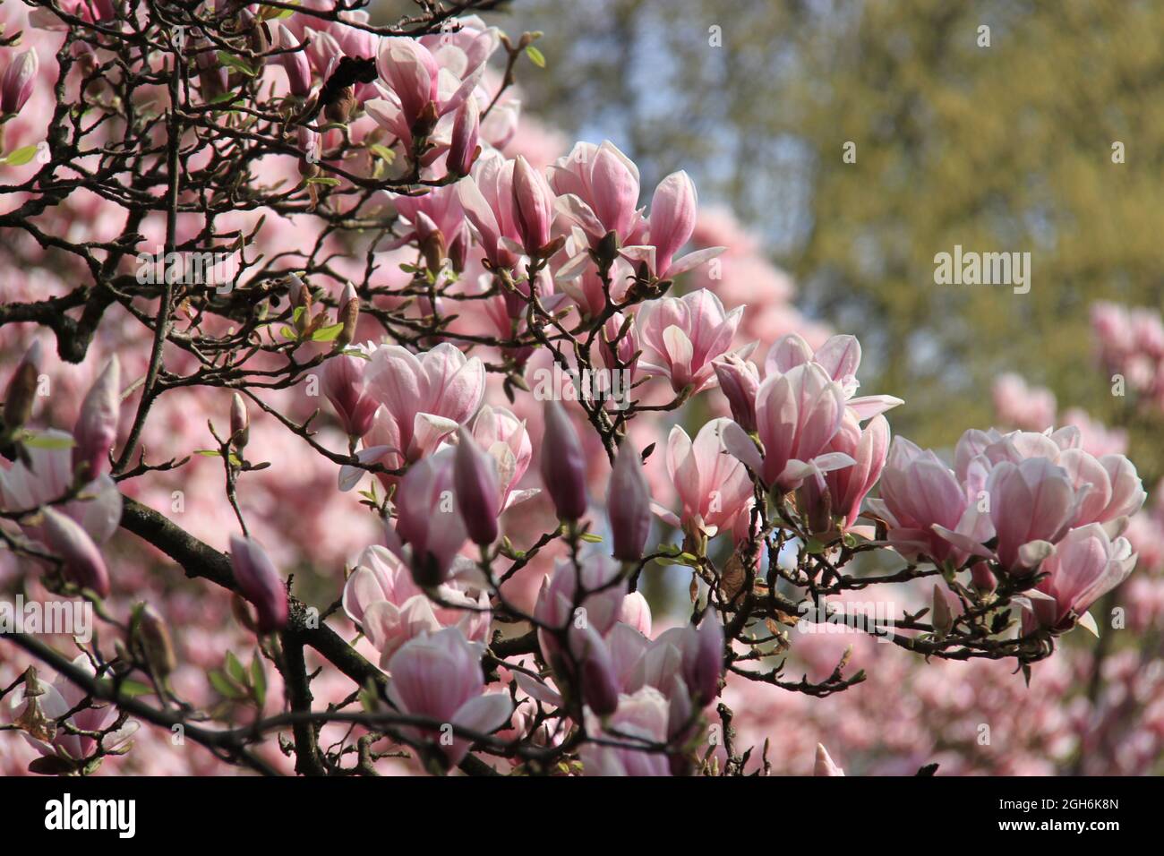 beautiful magnolia flowers Stock Photo - Alamy