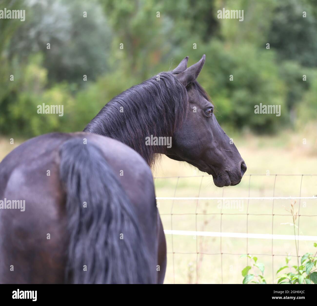 Portrait close up of a beautiful young stallion. Head shot of a ...
