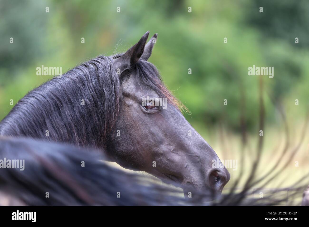 Close up of morgan horse hi-res stock photography and images - Alamy