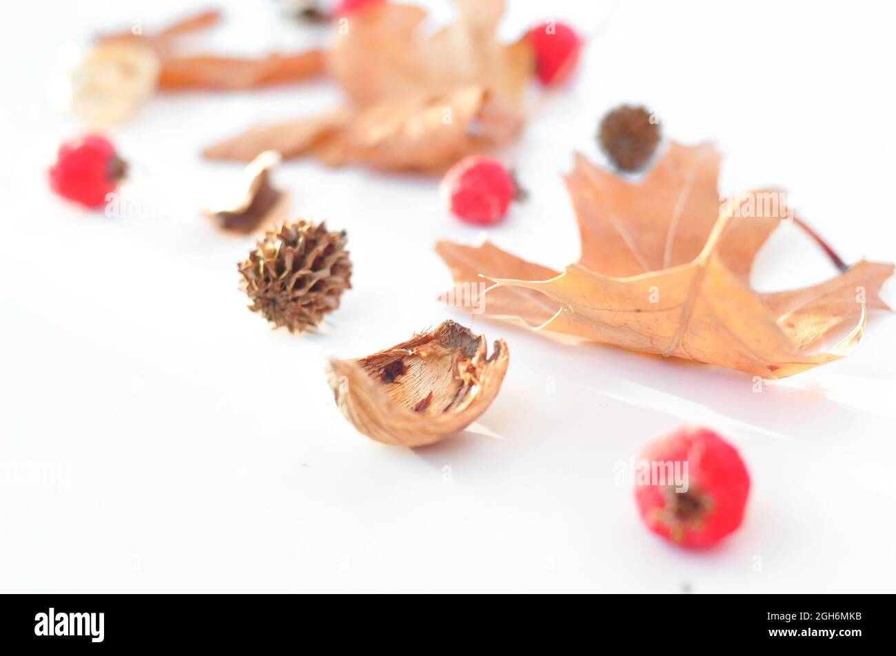 autumn leaves composition on white background fall season Stock Photo ...