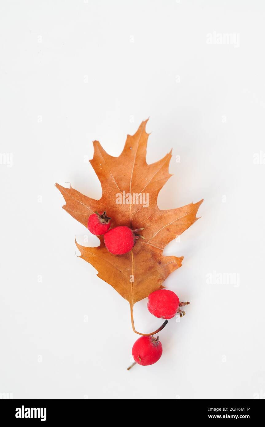 autumn leaves composition on white background Stock Photo - Alamy