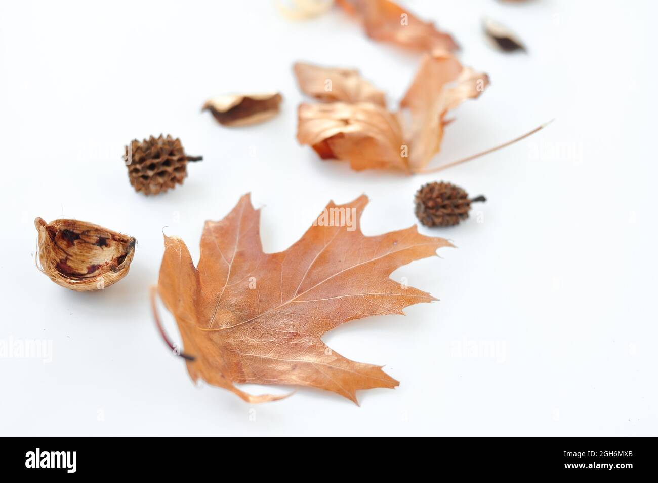 autumn leaves composition on white background Stock Photo - Alamy