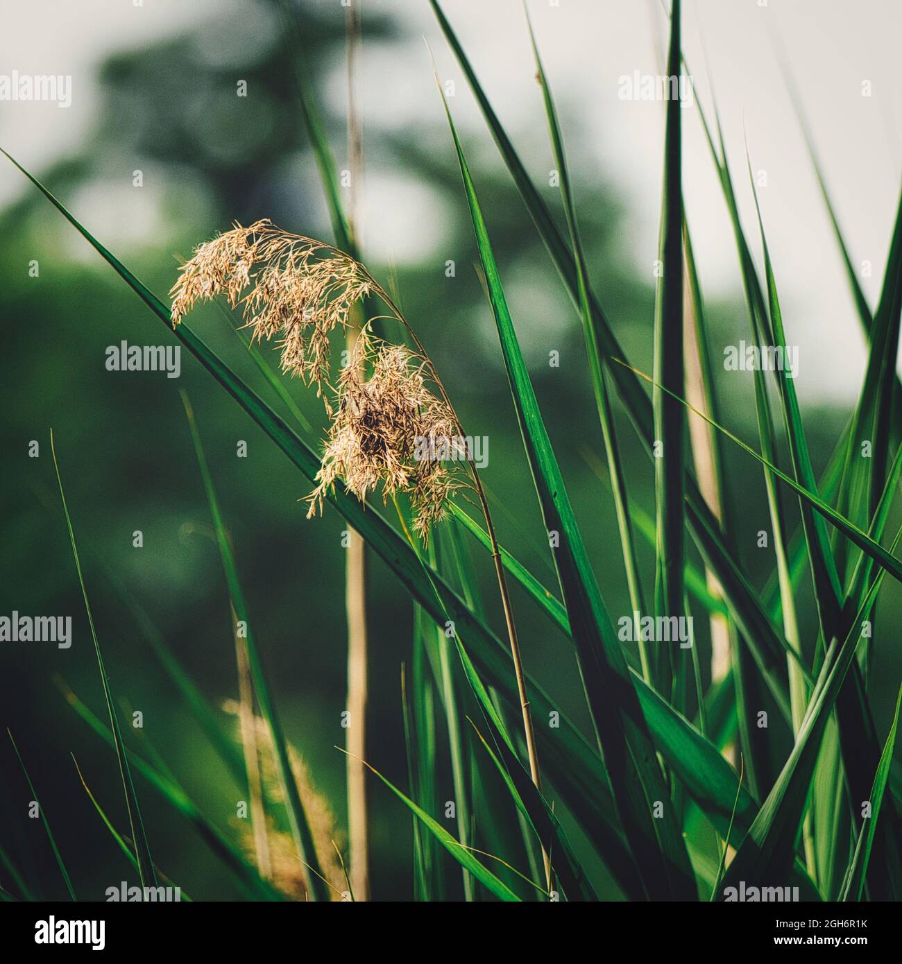 A view of dry grass among fresh grasses Stock Photo - Alamy