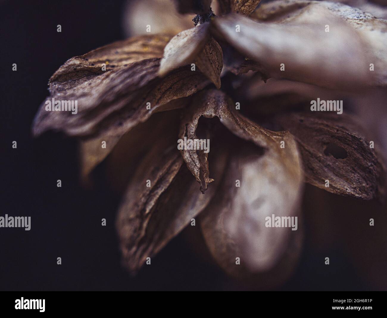 A dramatic view of a weathered flower Stock Photo - Alamy