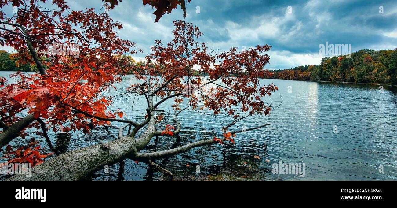 A beautiful panoramic view of the red leaves on the breach of a tree ...