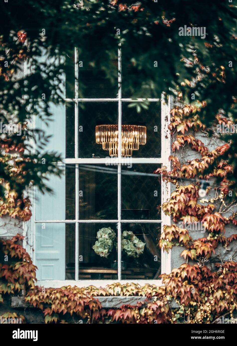 A vertical shot of the window of a building decorated with creeping ...