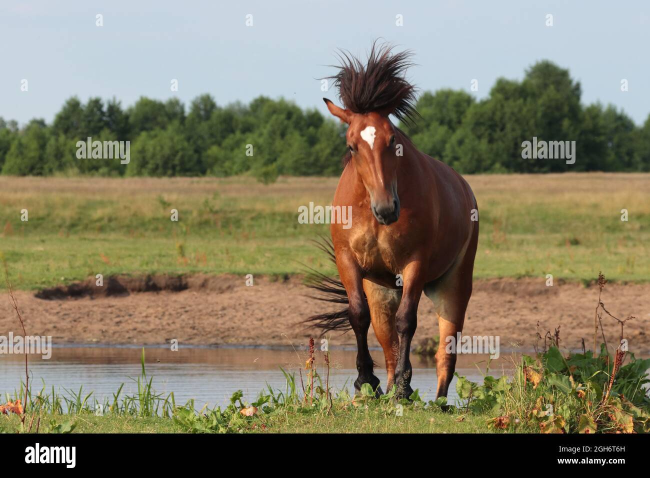 Graceful rider hi-res stock photography and images - Alamy
