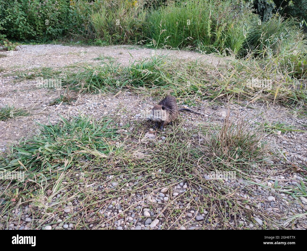 Nutria Family High Resolution Stock Photography and Images - Alamy