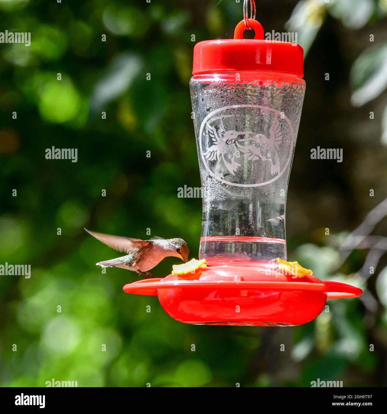 tiny little hummingbird at the feeder Stock Photo - Alamy