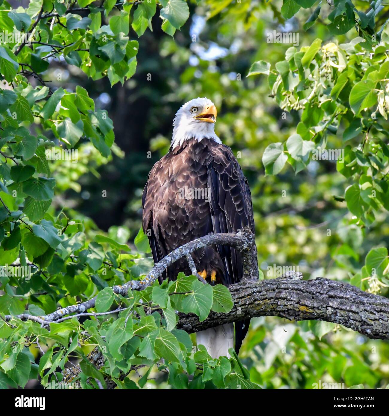 American bald eagle perch hi-res stock photography and images - Alamy