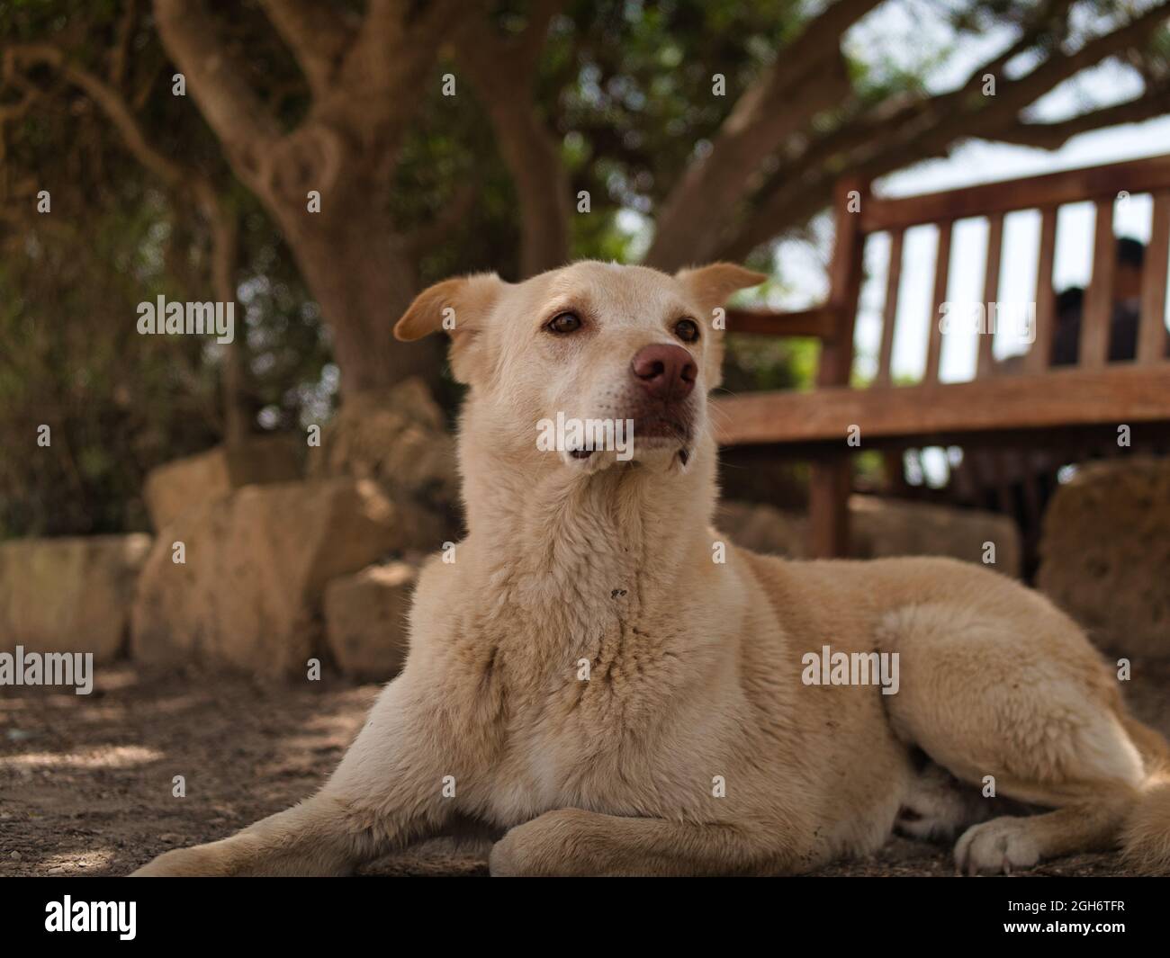 Beige dog hi-res stock photography and images - Alamy