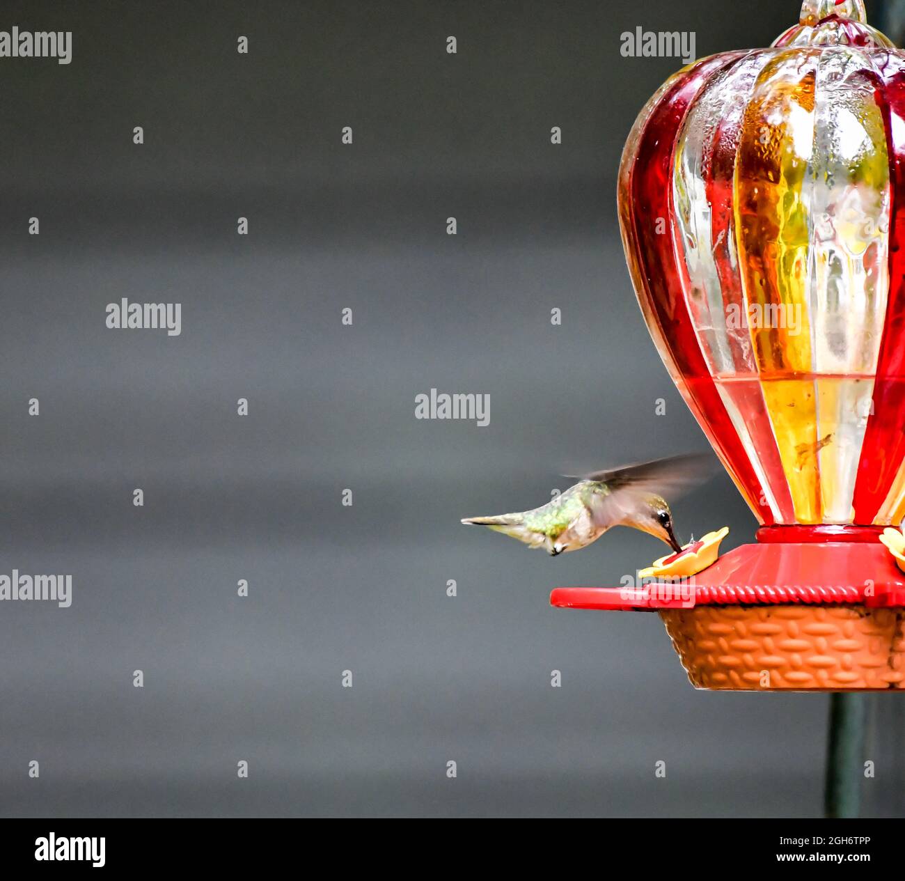 tiny little hummingbird at the feeder Stock Photo - Alamy