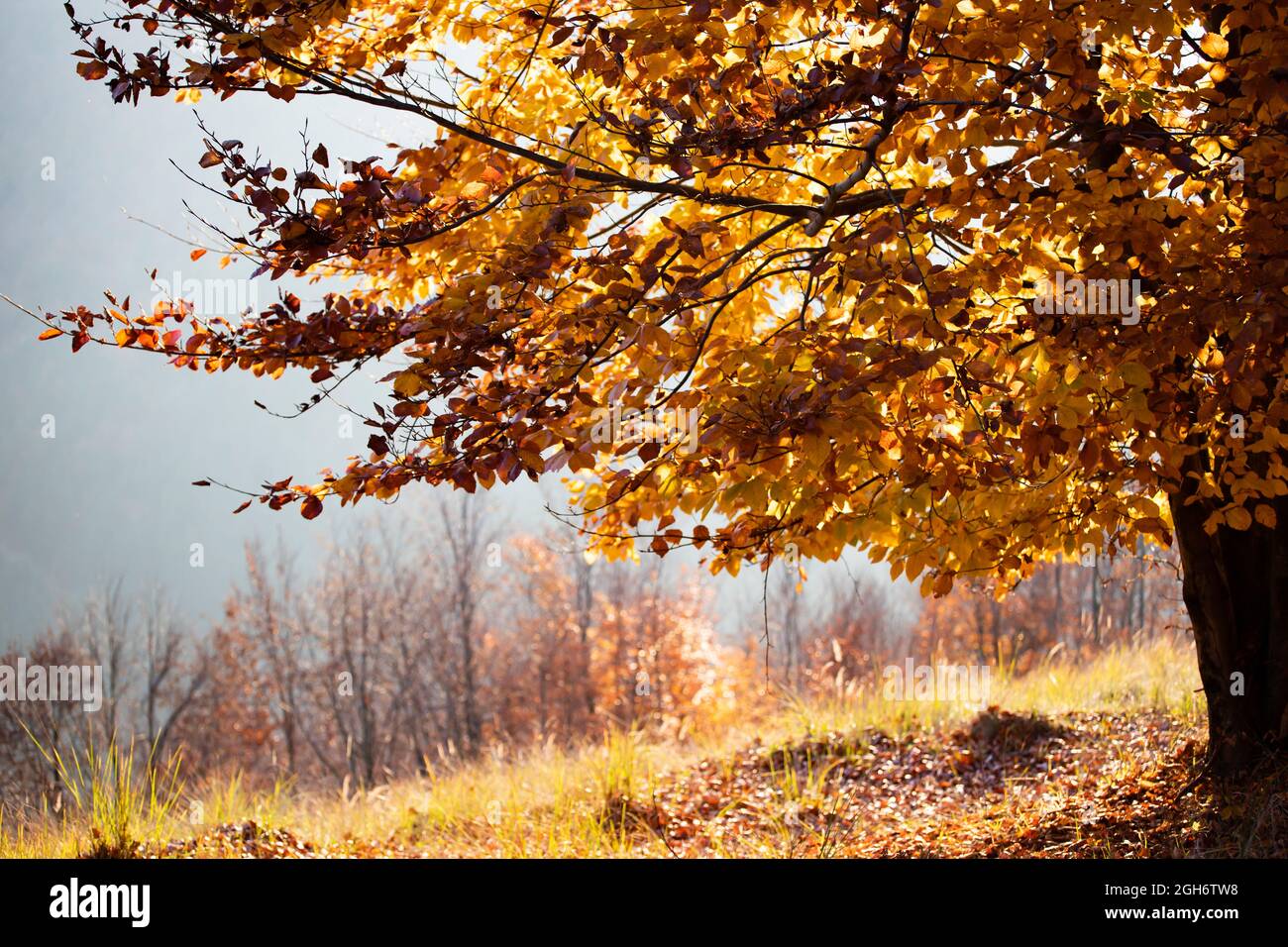 Magic autumn landscape - golden oak tree in sunset Stock Photo - Alamy