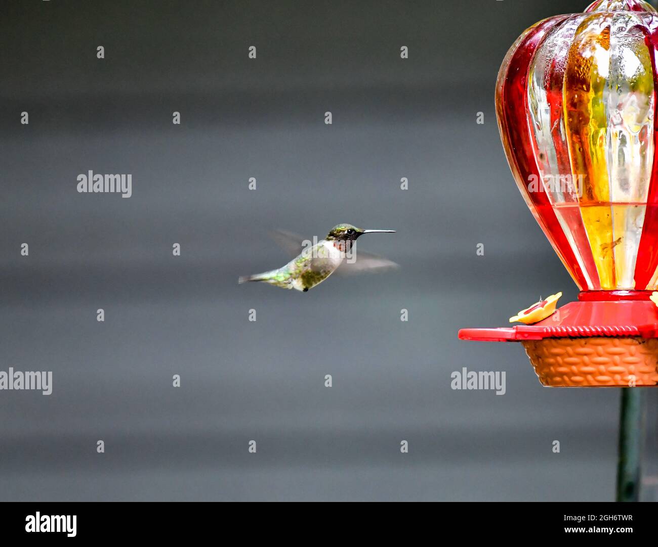 tiny little hummingbird at the feeder Stock Photo - Alamy
