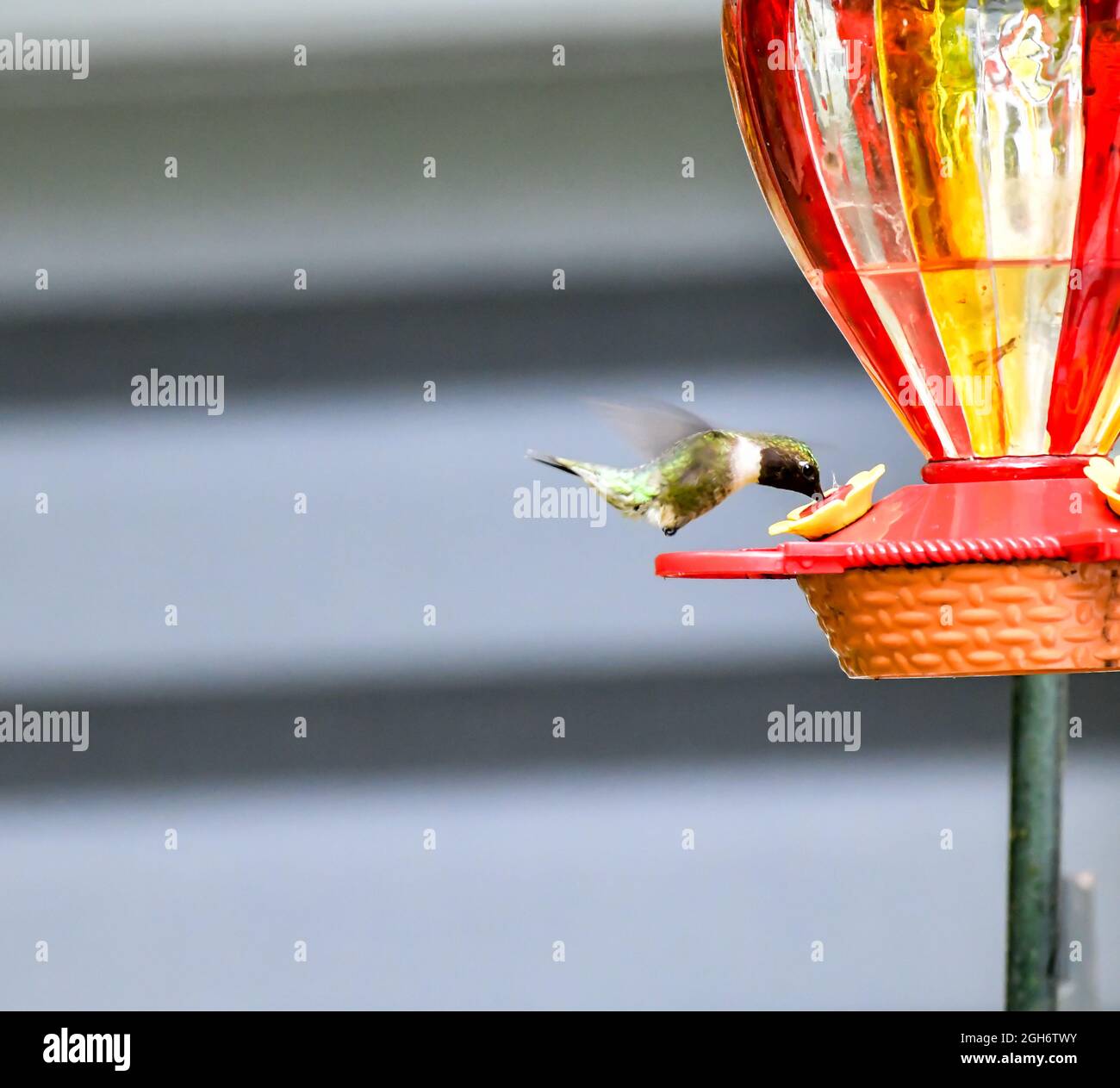 tiny little hummingbird at the feeder Stock Photo - Alamy