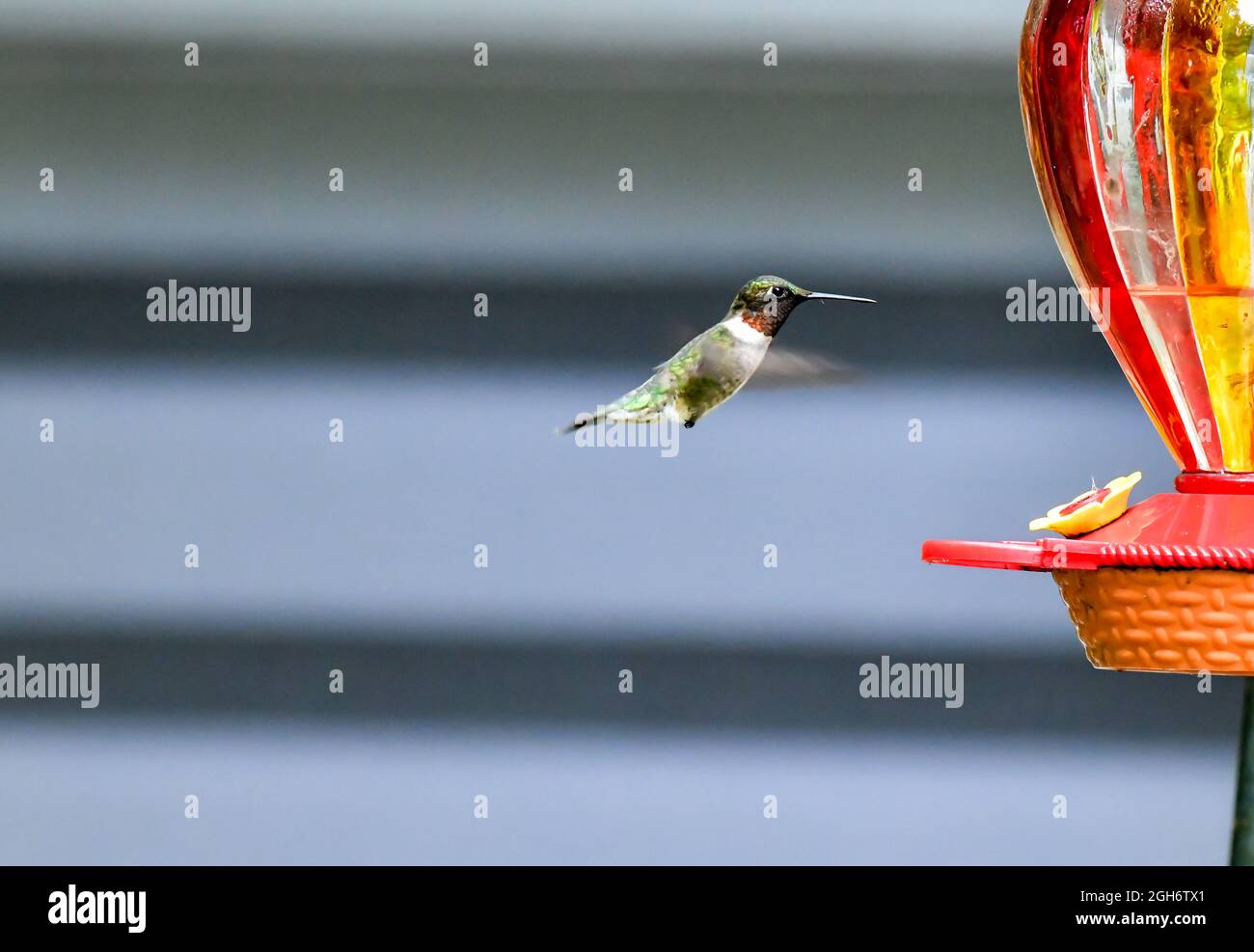 tiny little hummingbird at the feeder Stock Photo - Alamy
