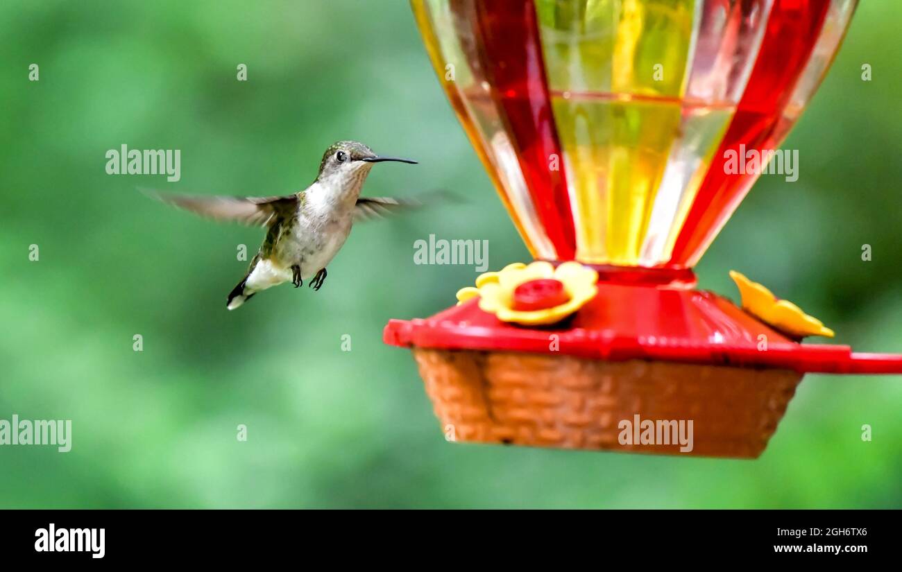 tiny little hummingbird at the feeder Stock Photo - Alamy