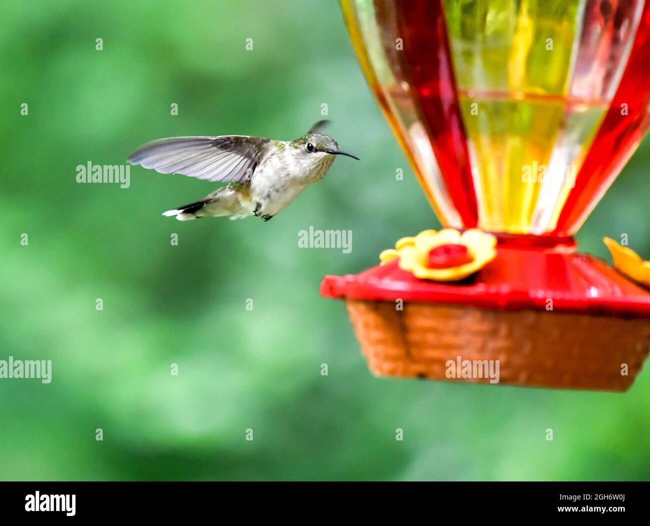 tiny little hummingbird at the feeder Stock Photo - Alamy