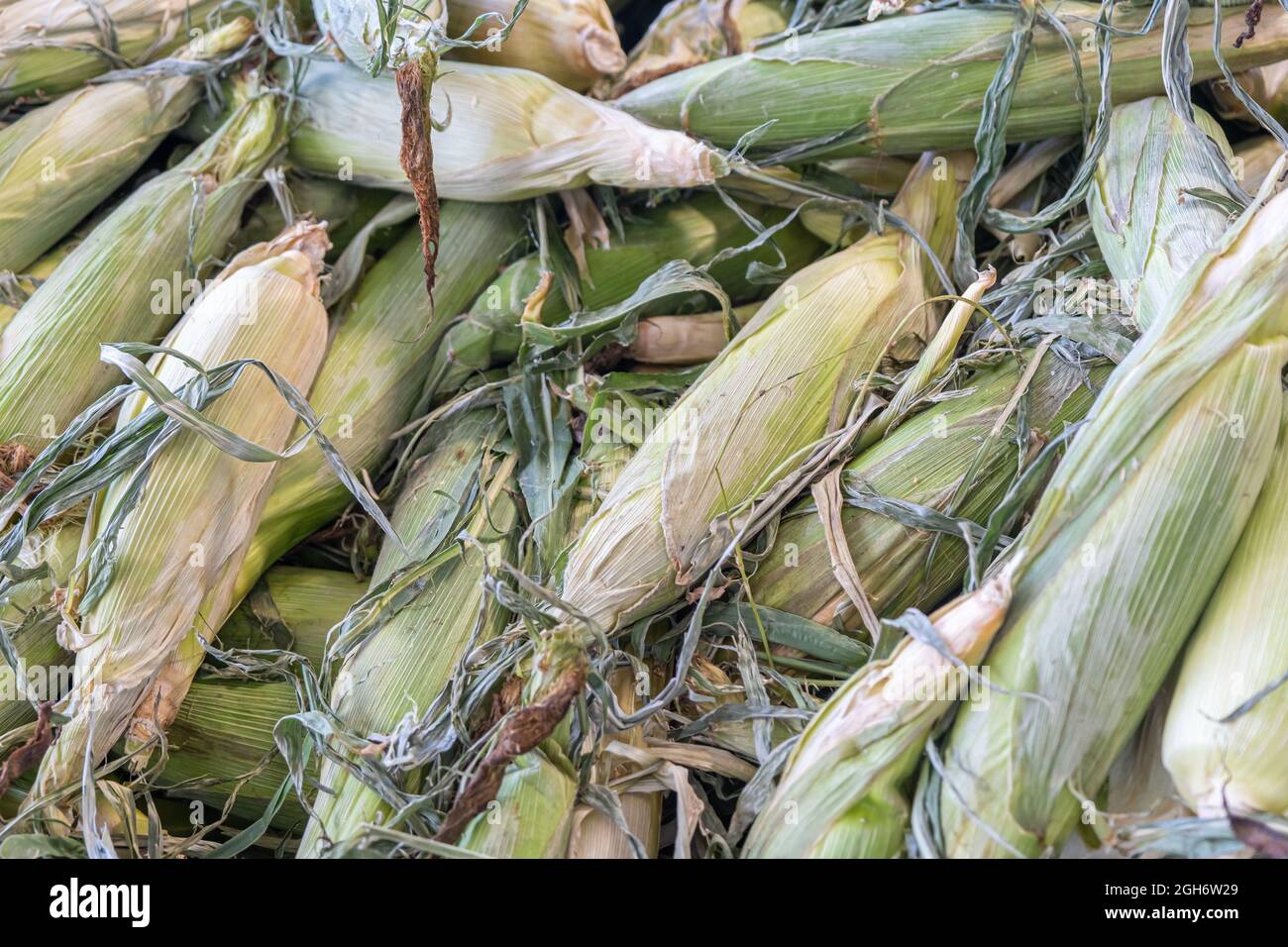 fresh organic corn on display at a farmers market Stock Photo - Alamy