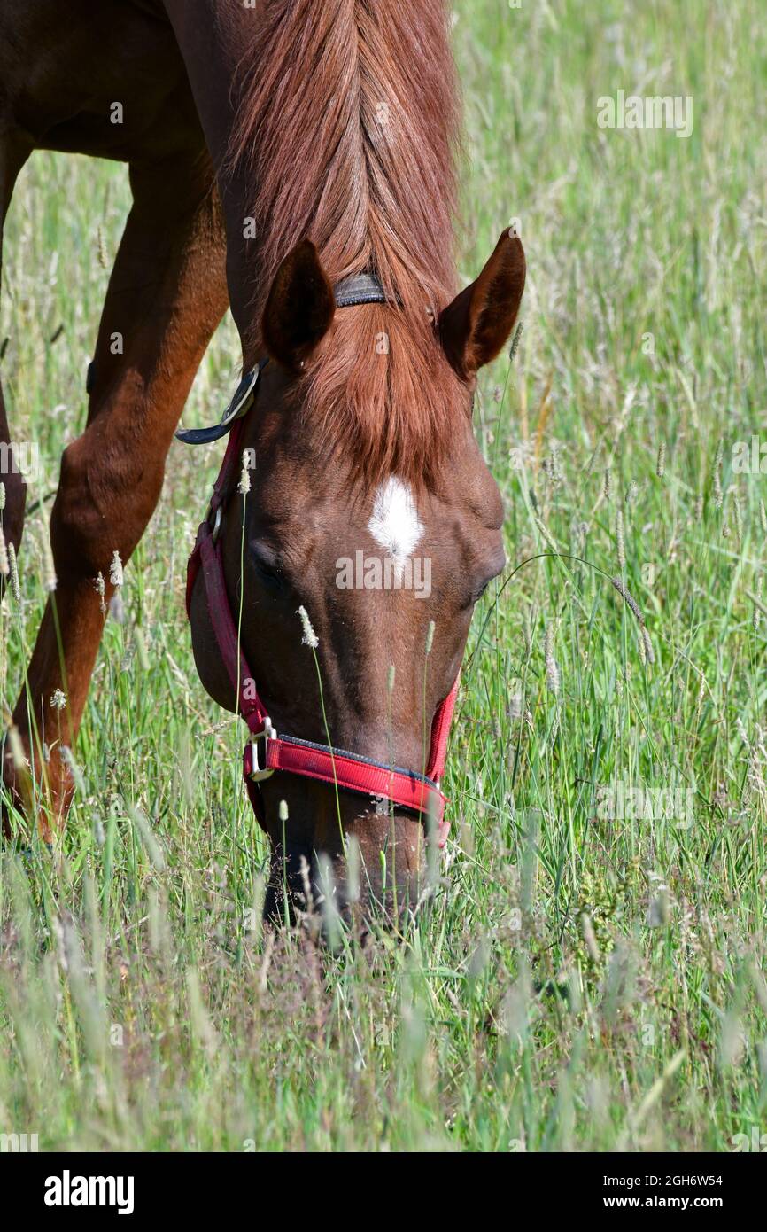 horse grazing in the green pasture in summer Stock Photo - Alamy