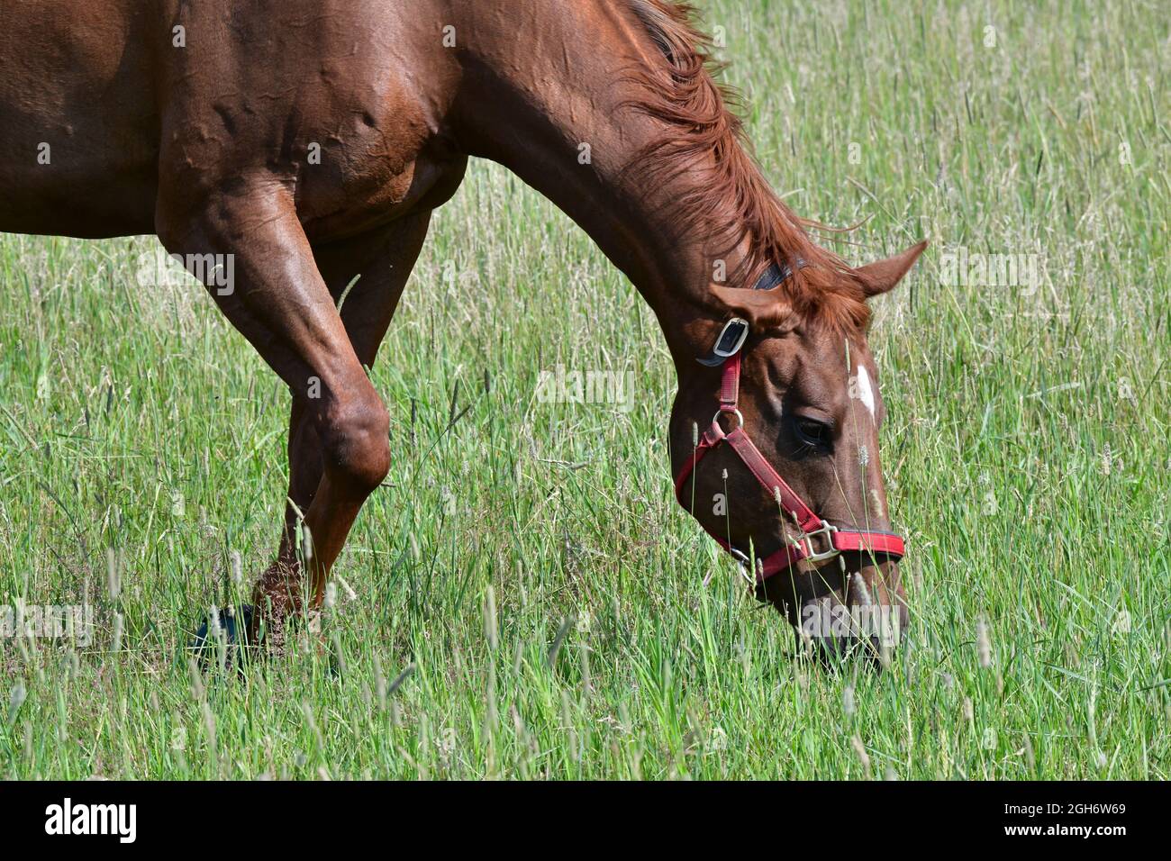 horse grazing in the green pasture in summer Stock Photo - Alamy