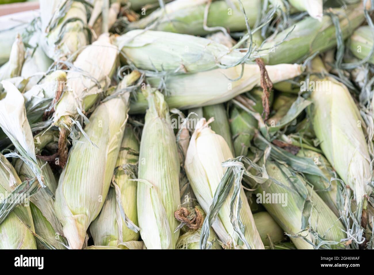 fresh organic corn on display at a farmers market Stock Photo - Alamy