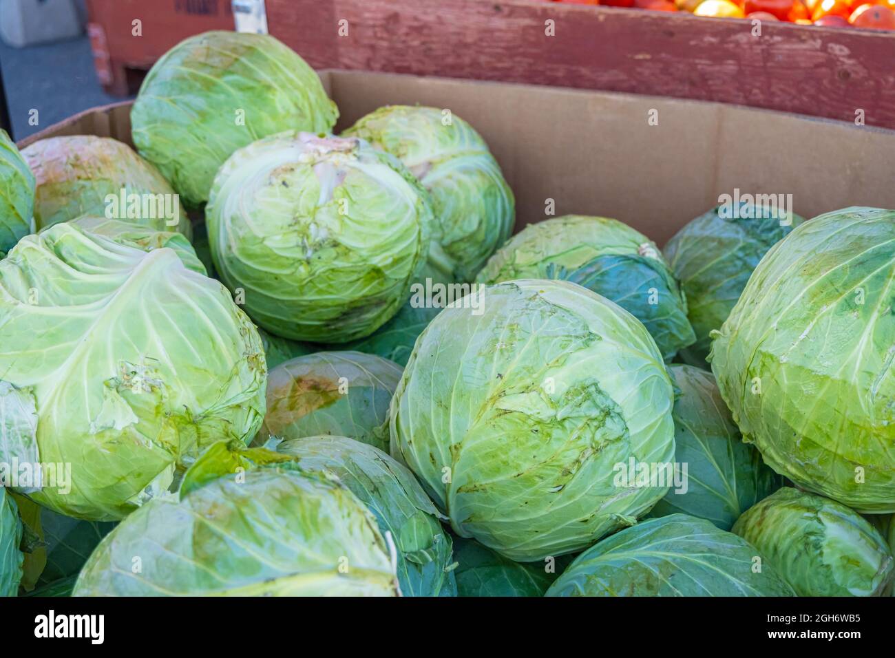 fresh organic Cabbage on display at a farmers market Stock Photo - Alamy