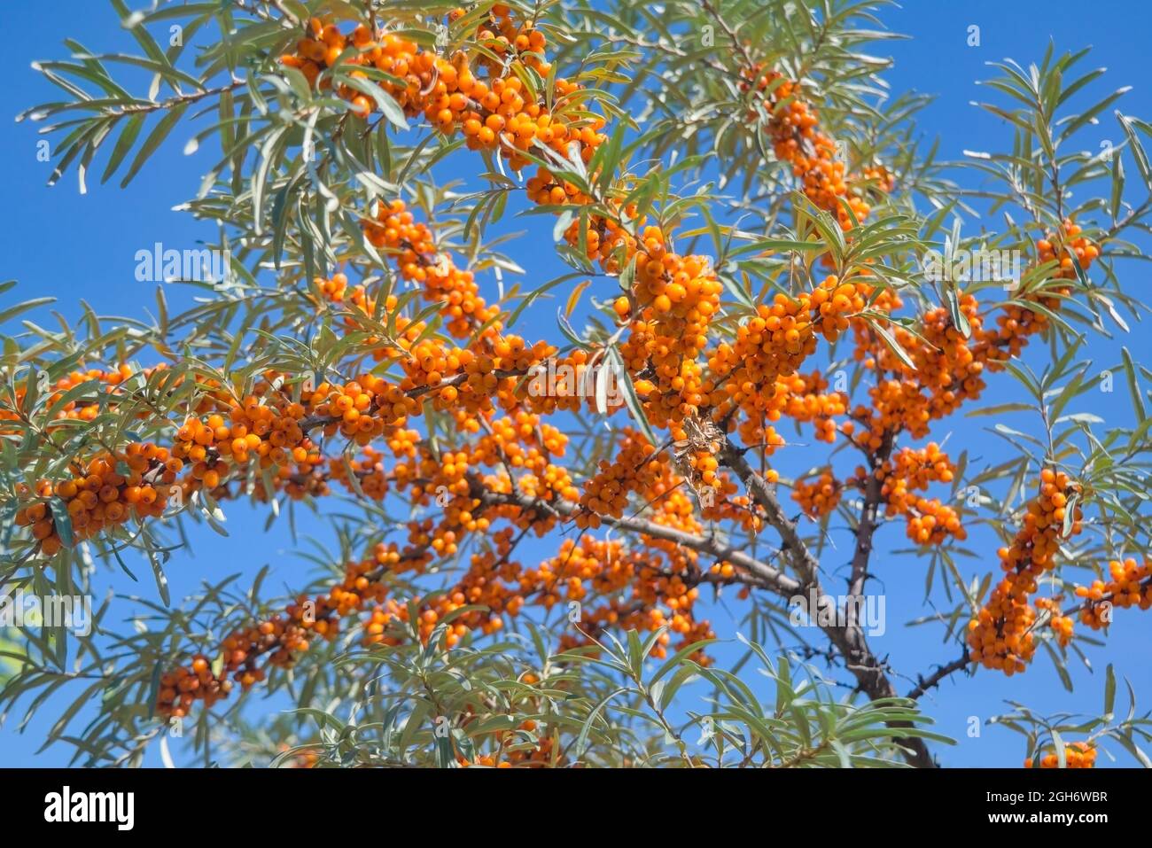 Sea buckthorn growing on a tree close up. Hippophae rhamnoides. Sea ...