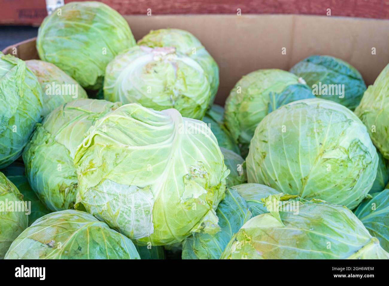fresh organic Cabbage on display at a farmers market Stock Photo - Alamy