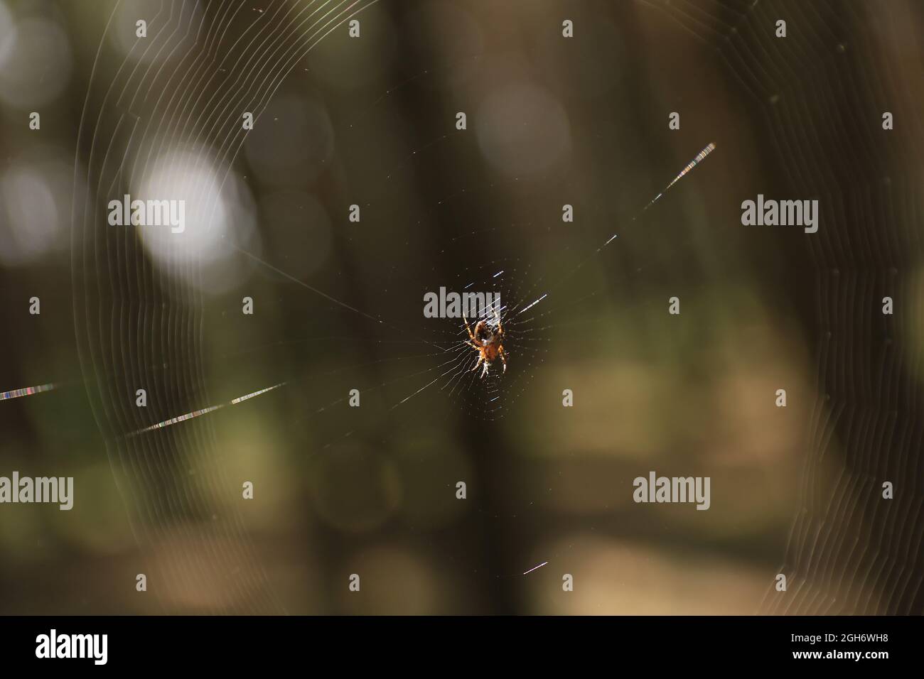 Spider net hi-res stock photography and images - Alamy