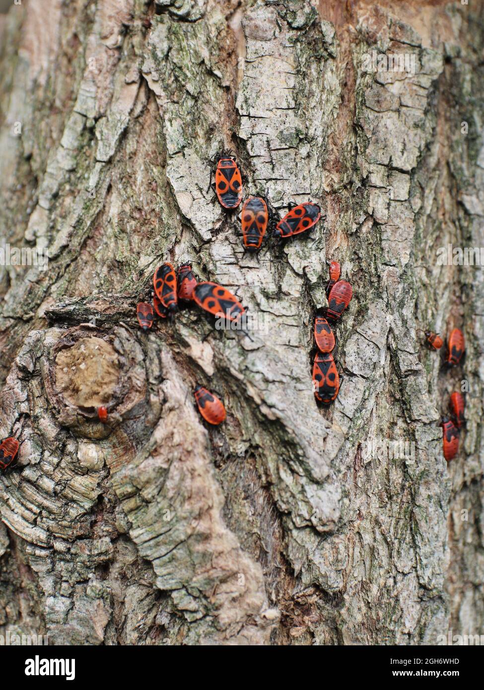 Bug on the tree Stock Photo - Alamy