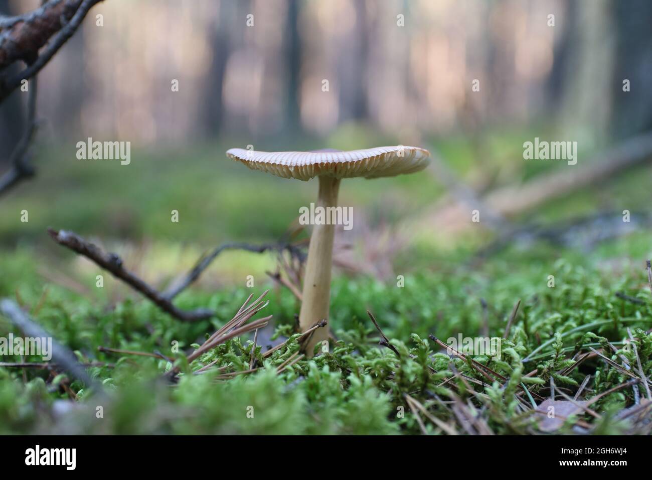 Mushroom environment hi-res stock photography and images - Alamy