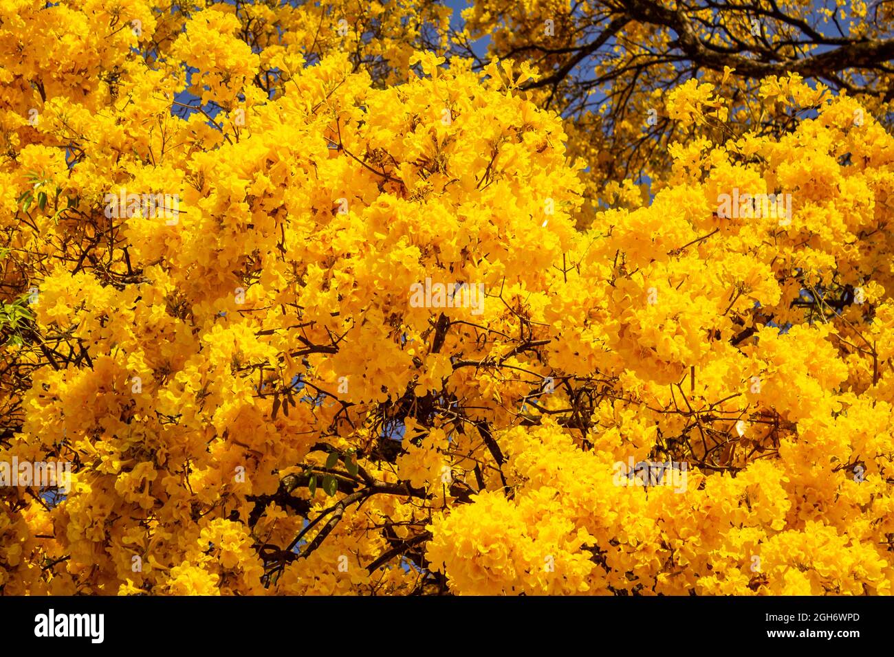 Bloom detail in yellow ipe hi-res stock photography and images - Alamy