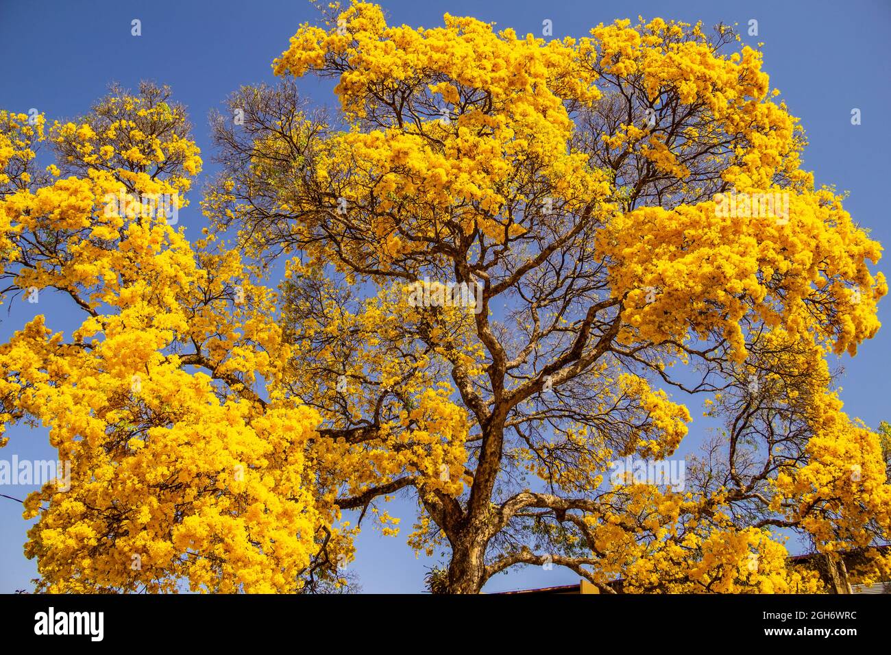 Detail of a large and beautiful yellow ipe with blue sky in the ...