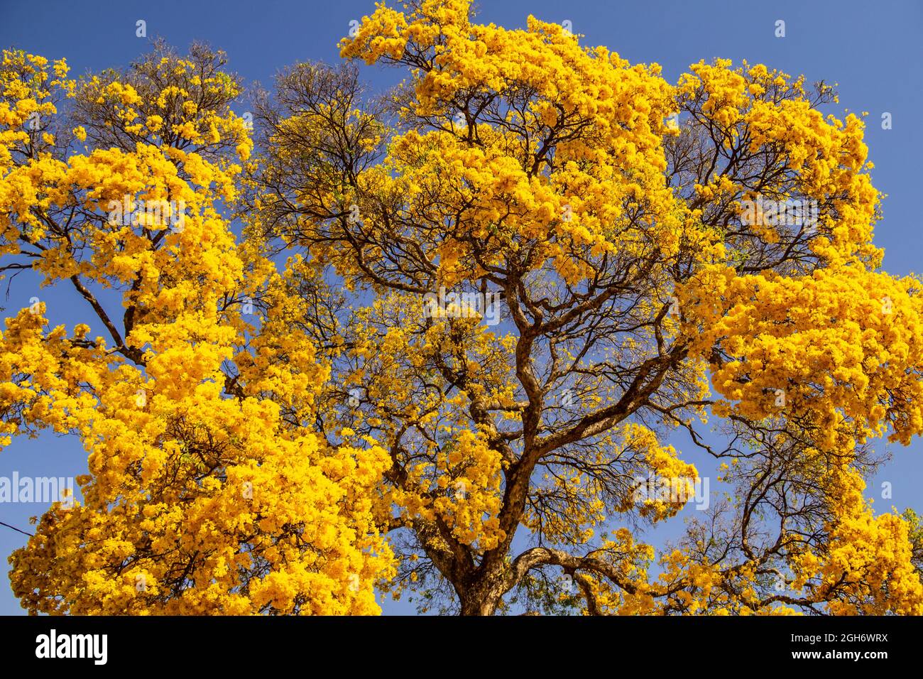 Yellow Ipe Tree High Resolution Stock Photography and Images - Alamy