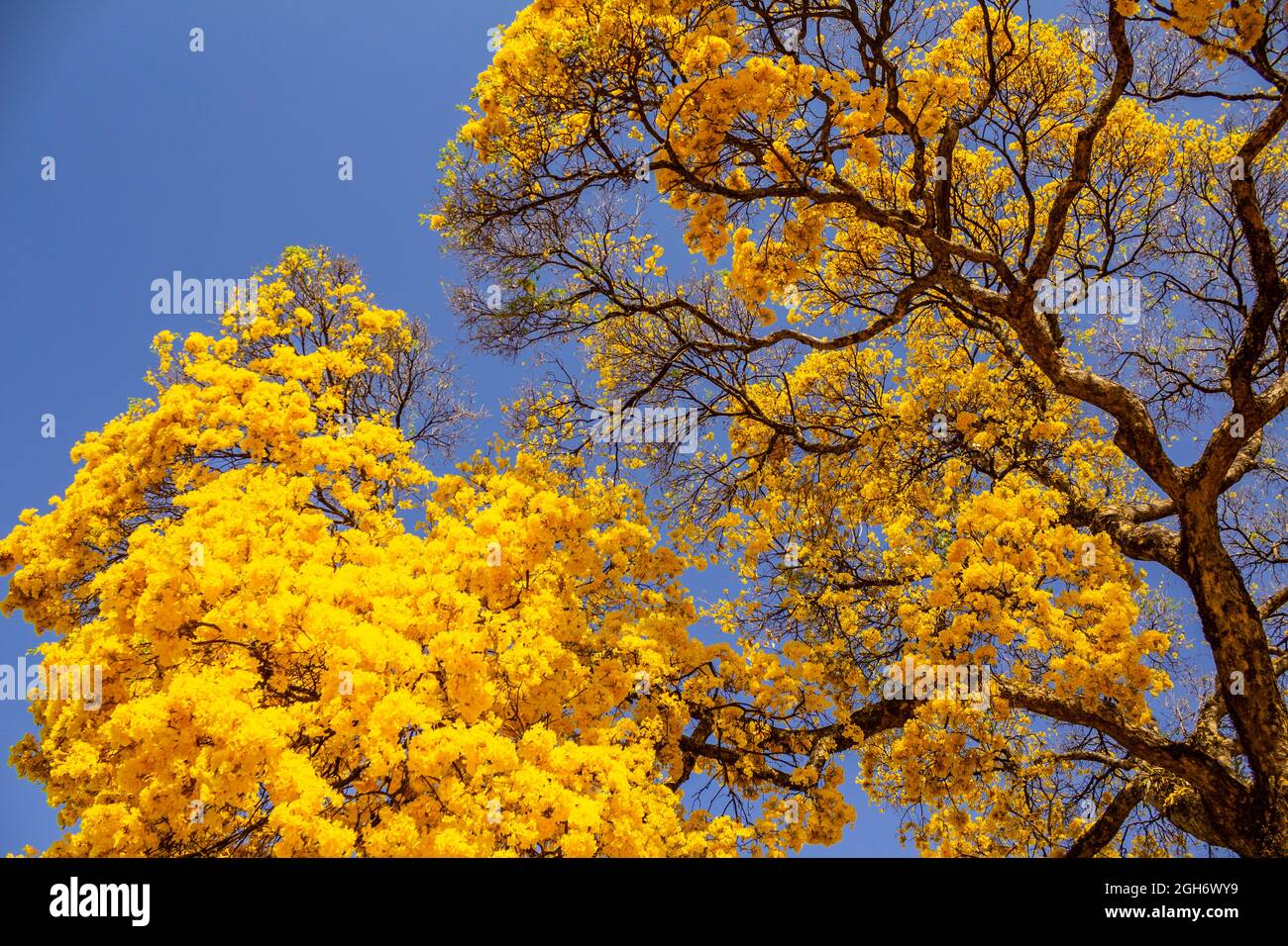 Yellow Ipe Tree High Resolution Stock Photography and Images - Alamy
