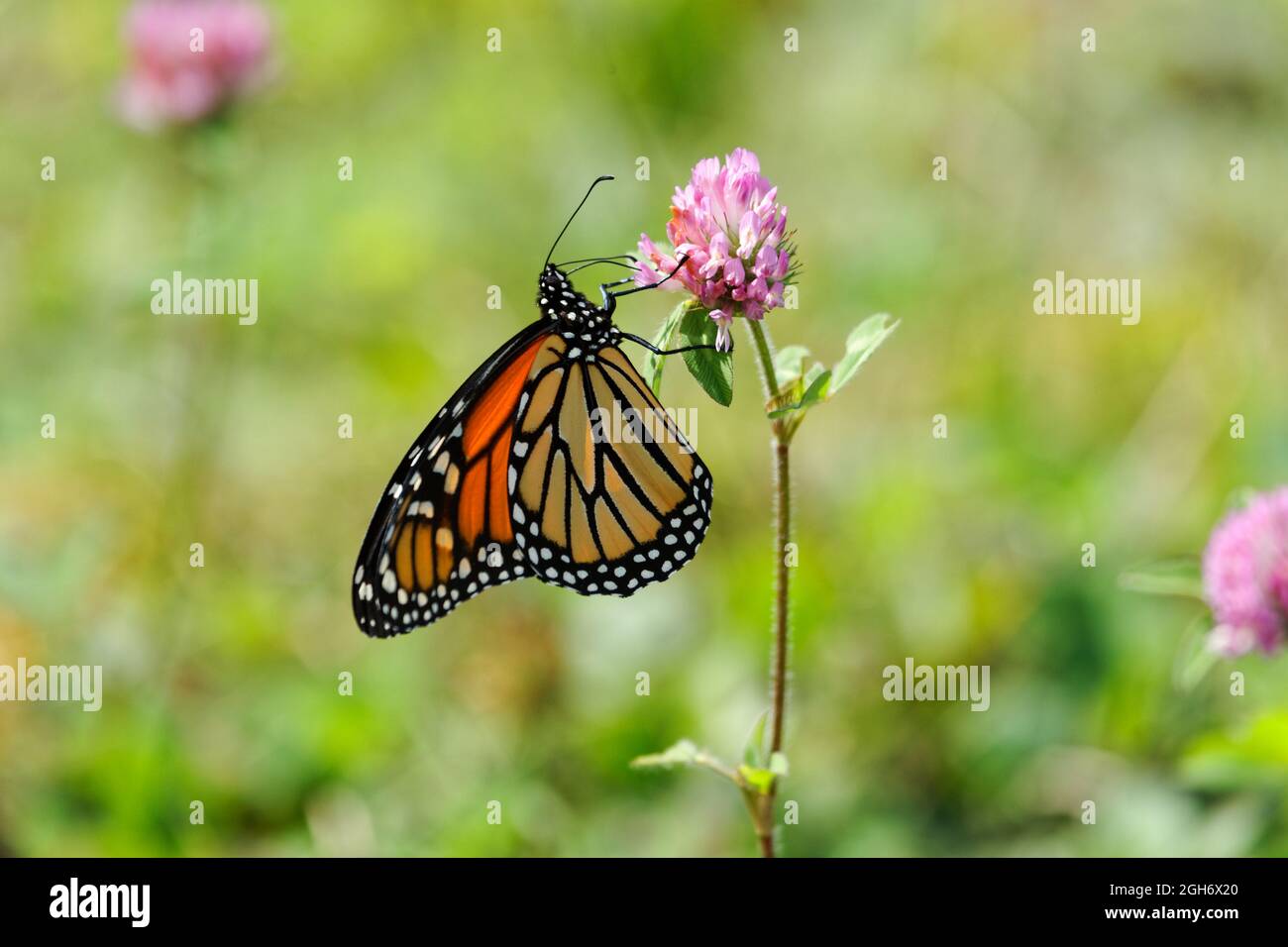 Monarch butterfly on a clover flower. Quebec,Canada Stock Photo - Alamy