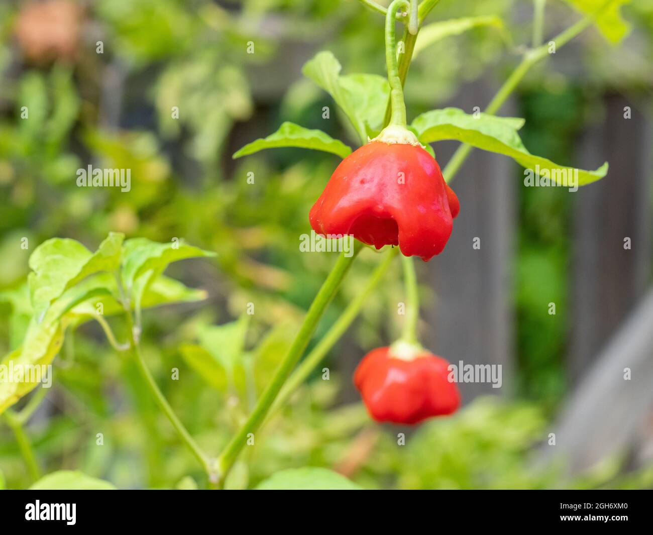 Bishops crown chillies hi-res stock photography and images - Alamy