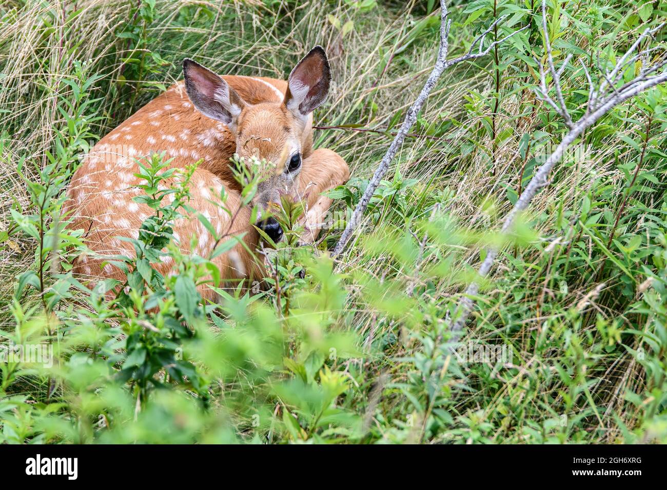 A fawn with white spots resting in a grassy field. Some of the fawn, is ...