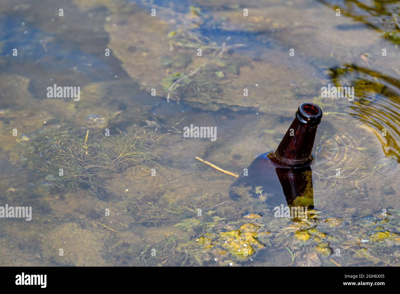 An empty beer bottle floating in a pond. The bottle is floating at a ...